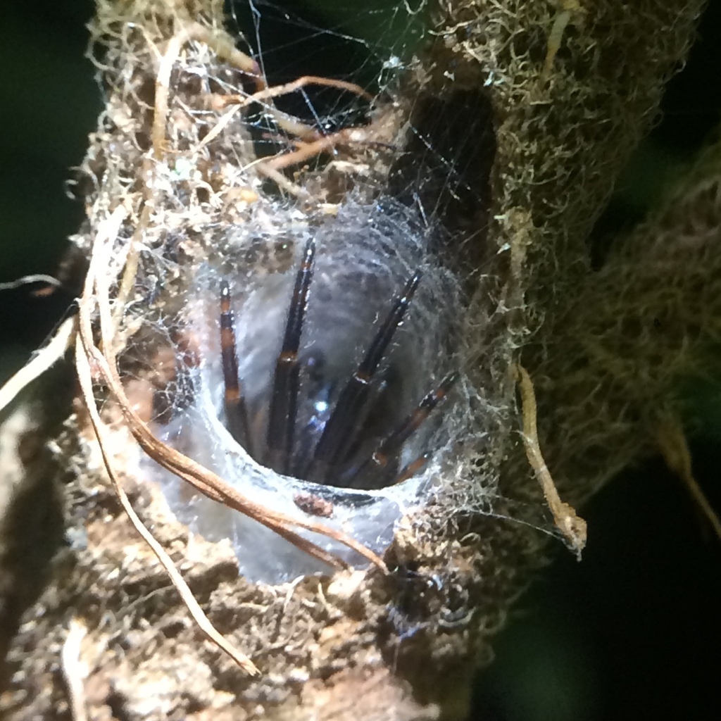 Tube-web Spiders from Murici - State of Alagoas, Brazil on November 21 ...
