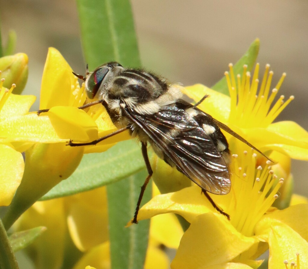 Bush Flies from Blue Mountains Nat'l Park NSW 2787, Australia on ...
