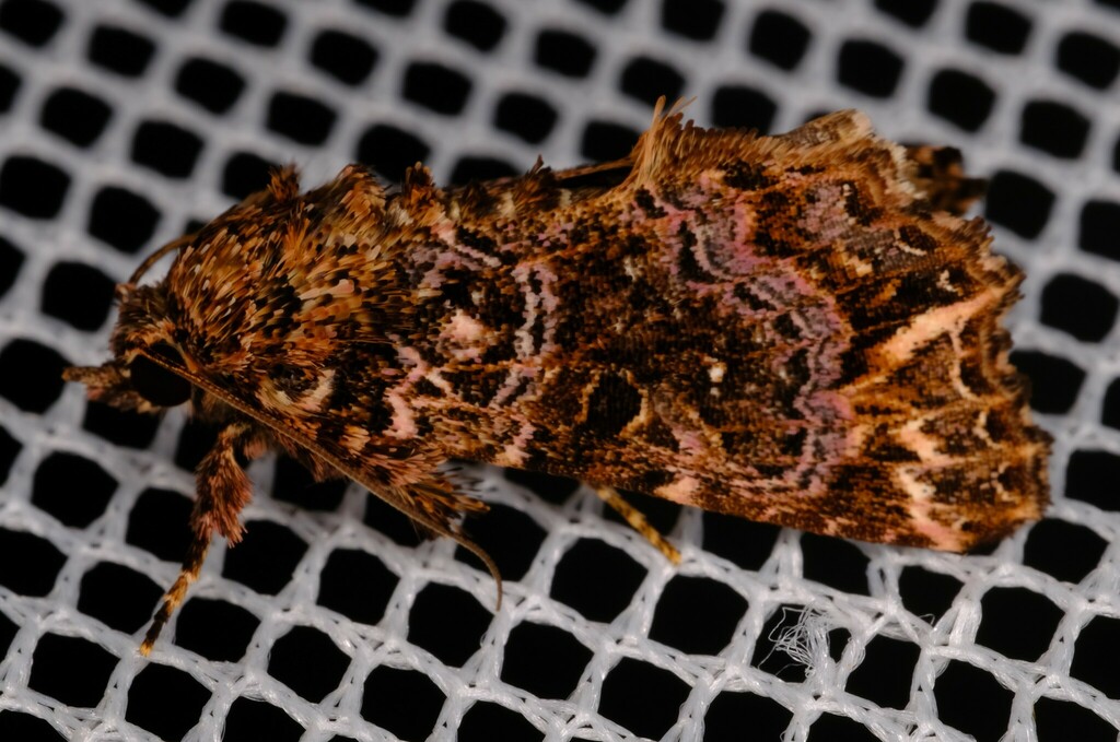 Callopistria rivularis from koala john on November 25, 2023 at 09:10 PM ...