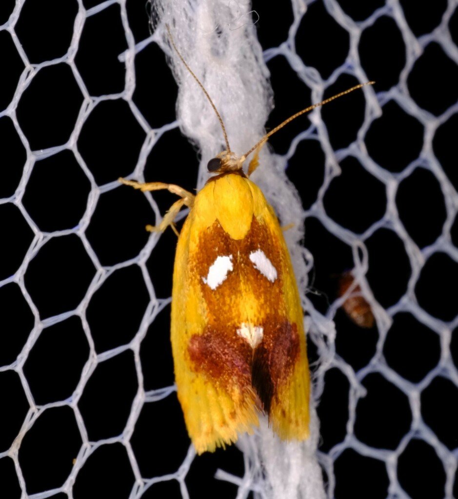 Aristeis from koala john on November 25, 2023 at 10:25 PM by Peter ...