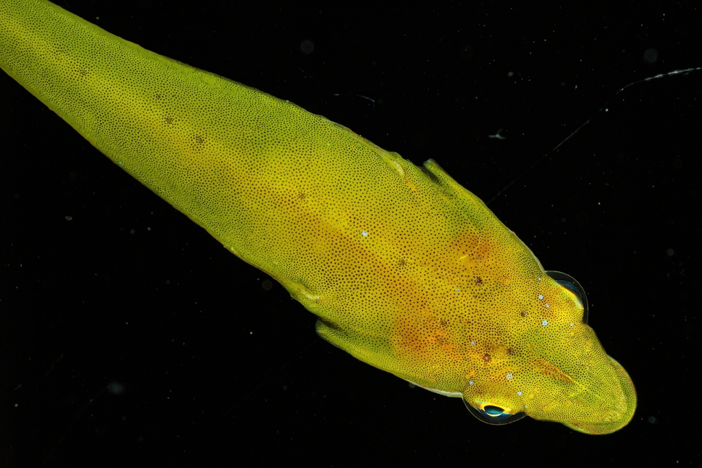 Graceful Clingfish from 2 - Mers El Hadjadj, Algérie on July 30, 2023 ...