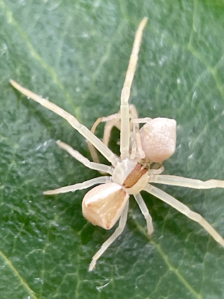 Square-ended Crab Spiders from Canterbury Jetty Rd, Rye, VIC, AU on ...