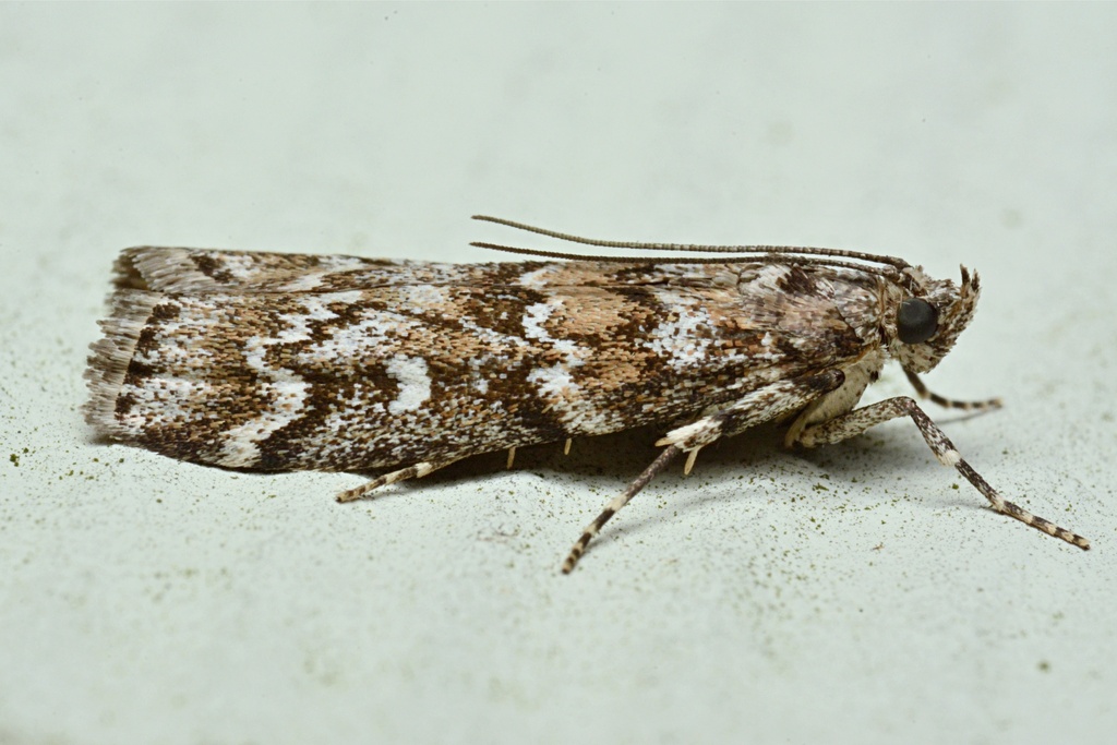 Spruce Coneworm Moth from Long Island, Southold, NY, US on June 29 ...
