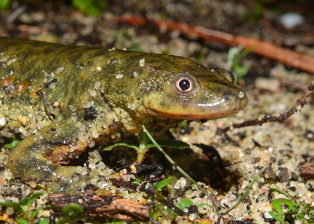 Iberian Ribbed Newt from Mata dos Medos, Almada, Portugal on November ...