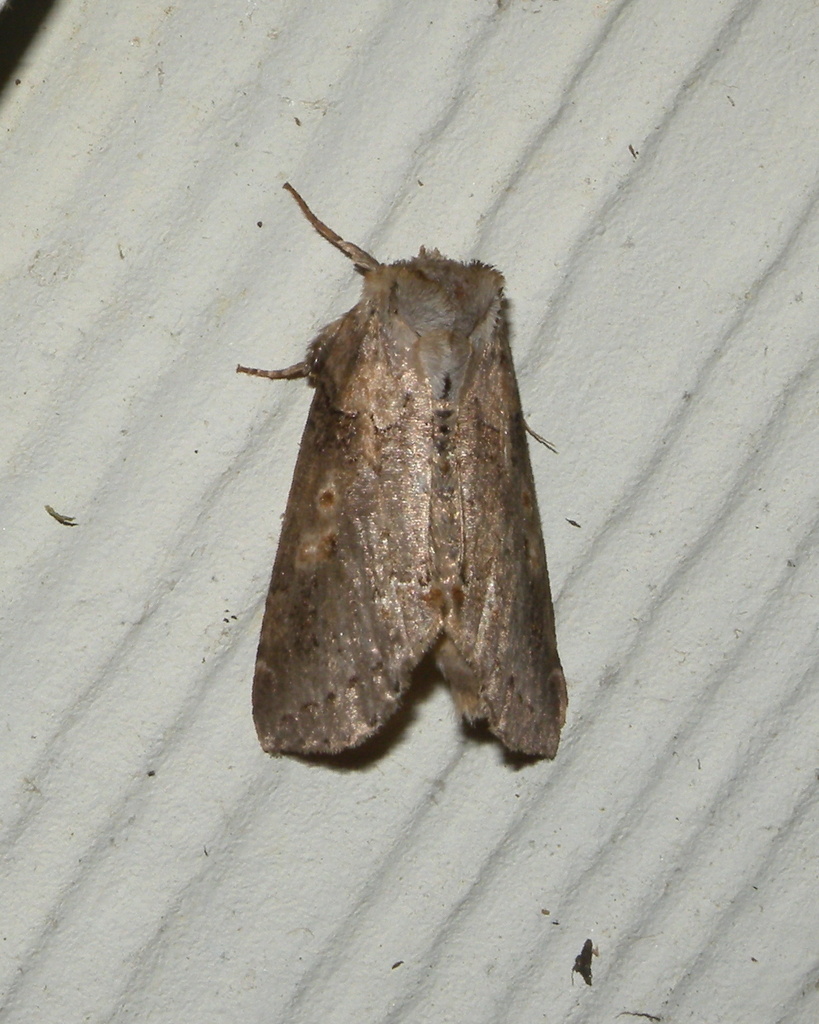 Tufted Thyatirine Moth from Long Island, Southold, NY, US on June 20 ...
