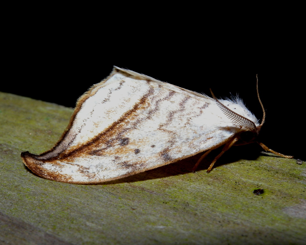 Arched Hooktip Moth from Long Island, Southold, NY, US on May 10, 2014 ...