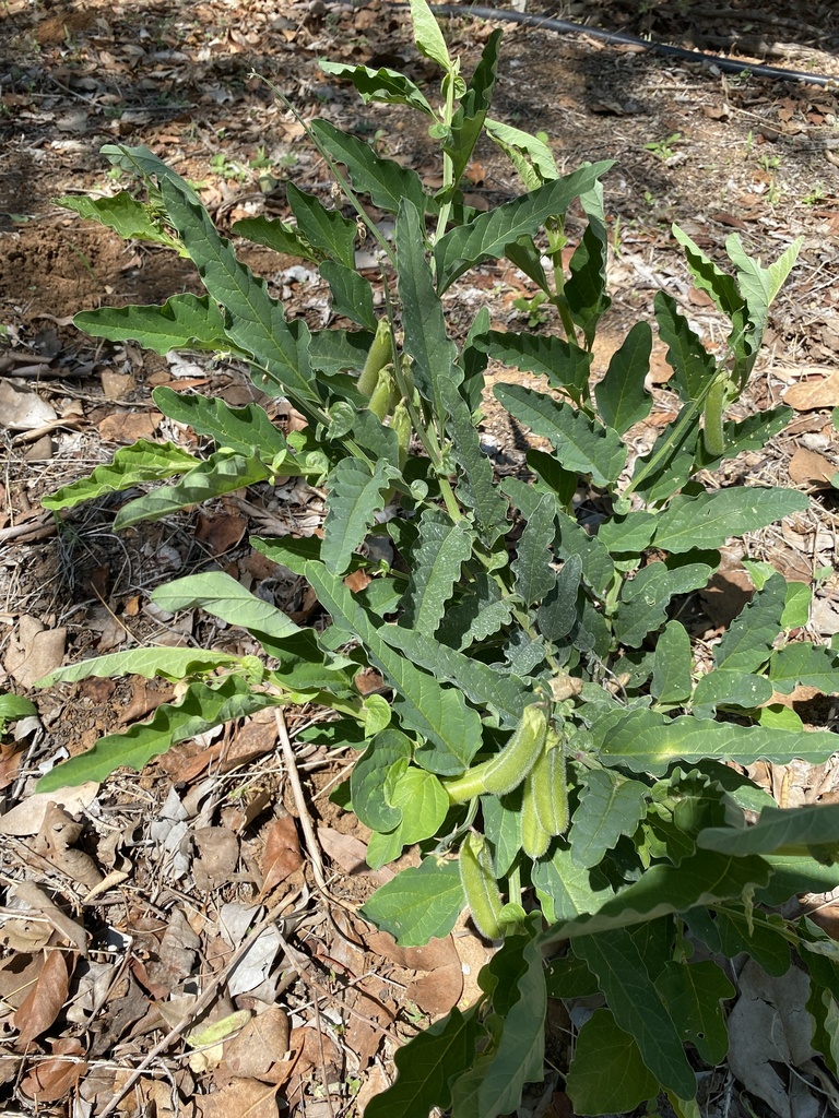 dicots from Flinders Highway, Reid River, QLD, AU on November 30, 2023 ...