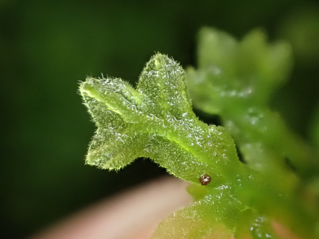 Downy Veilwort from UBC, University Endowment Lands, BC, Canada on ...