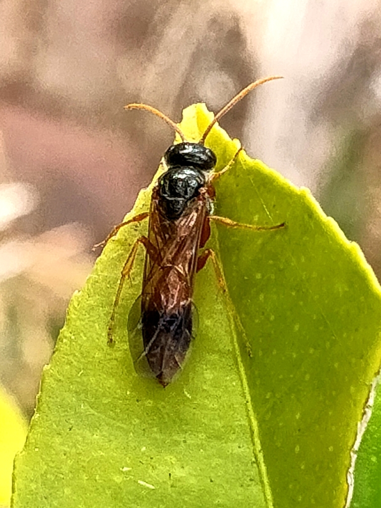 Thynnid Flower Wasps from Blairgowrie VIC 3942, Australia on November ...
