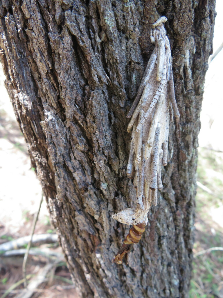 Saunder's Case Moth from Brisbane QLD, Australia on November 30, 2023 ...