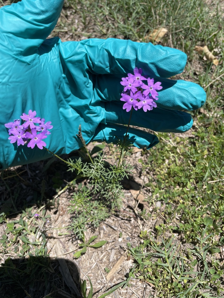 South American mock vervain from Cochrane St, Camira, QLD, AU on ...