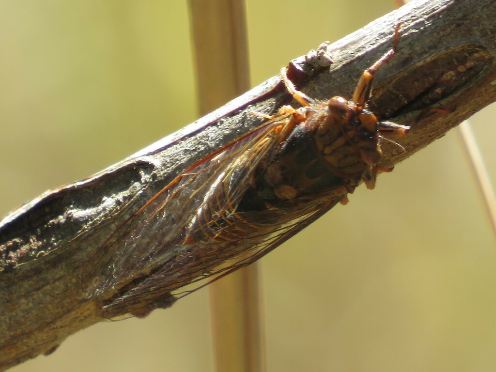 Black Tree-ticker from Brisbane QLD, Australia on November 30, 2023 at ...