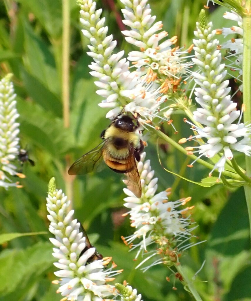 Rusty-patched Bumble Bee in July 2023 by Angus Mossman. In prairie ...