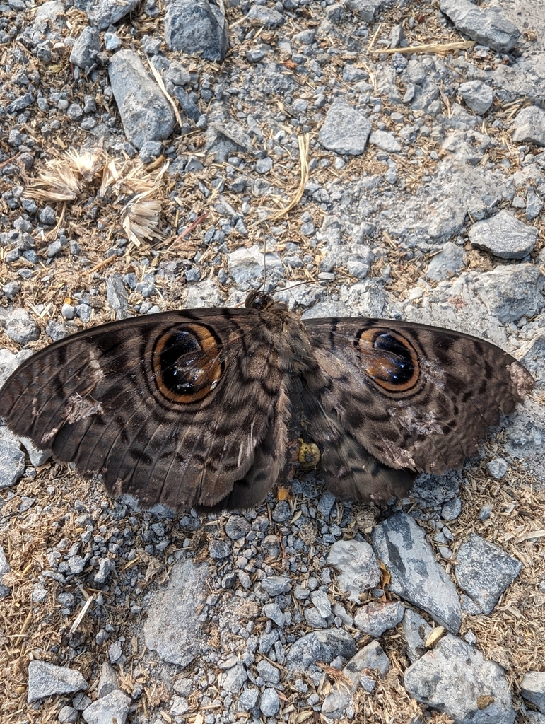 Common Owl Moth from Yavateshwar, Maharashtra, India on November 19 ...