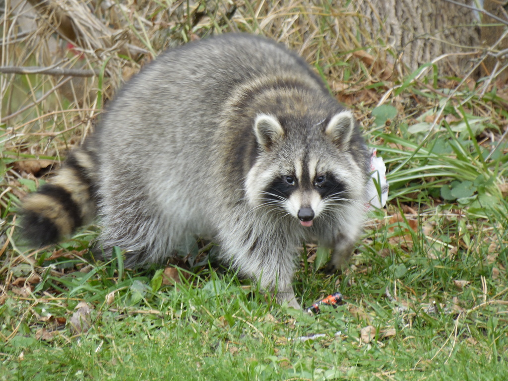 Common Raccoon from Owen Sound, ON, Canada on November 26, 2023 at 10: ...