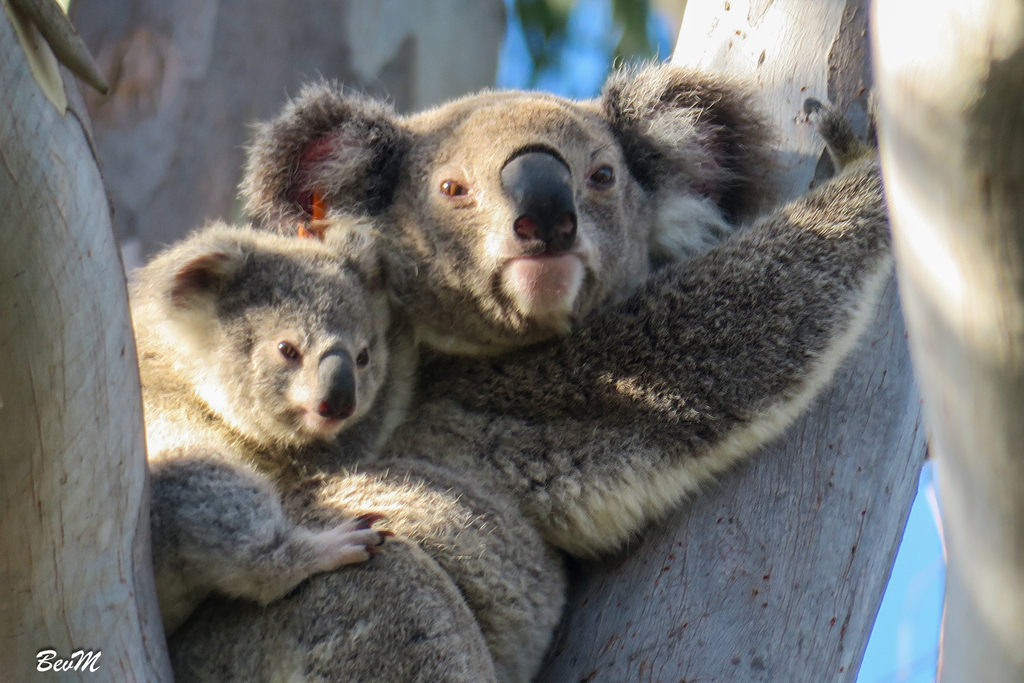 Koala from Dividend St, Mansfield, QLD, AU on November 30, 2023 at 06: ...
