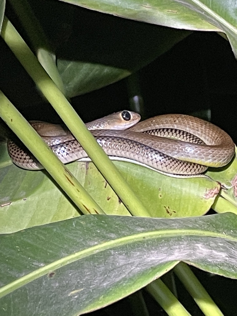 Indo-Chinese Rat Snake in March 2023 by Henry Seilheimer. Best guess ...