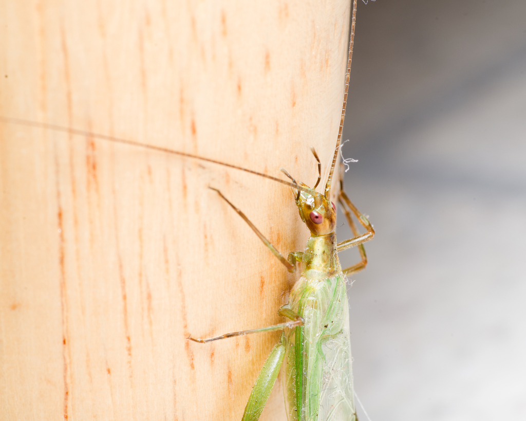 Pine Tree Cricket from Robbinsdale, MN, USA on August 22, 2020 at 03:32 ...