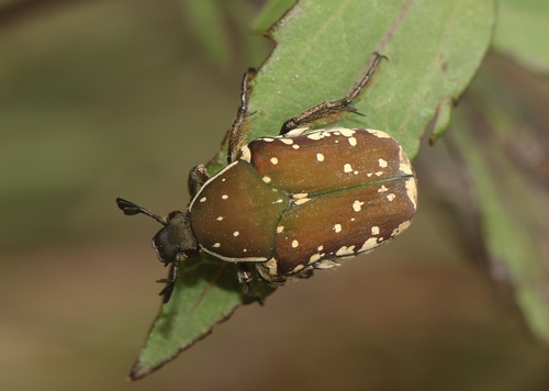 Clinteria chloronota · iNaturalist
