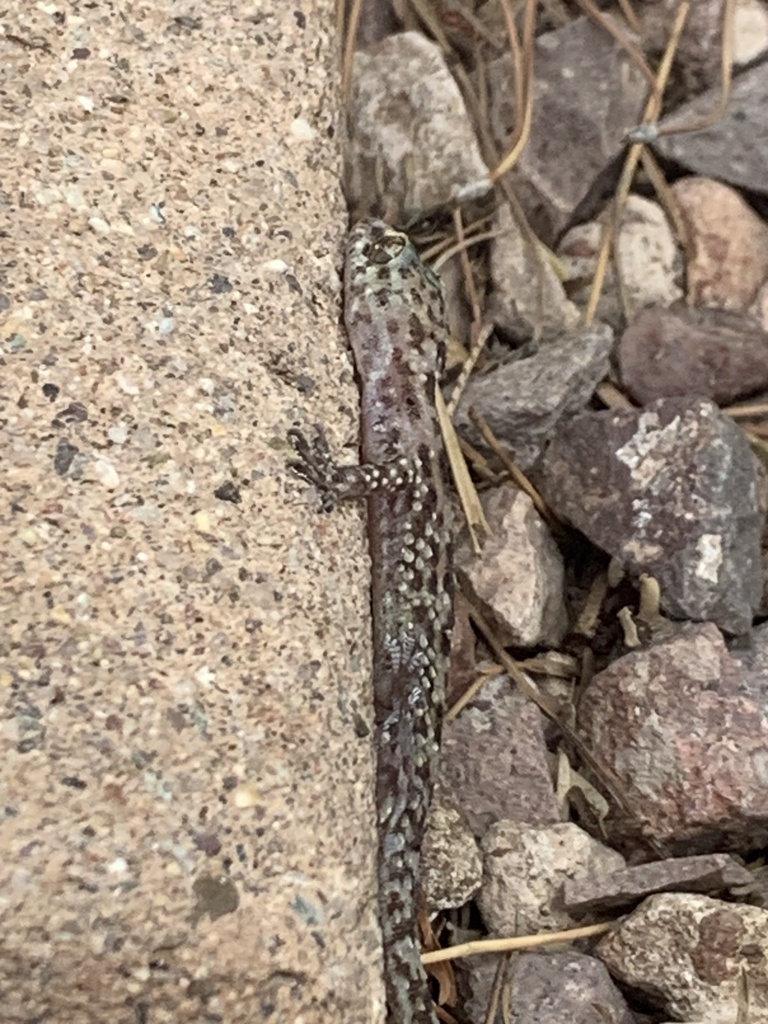 Mediterranean House Gecko from W Stevenage St, Surprise, AZ, US on ...