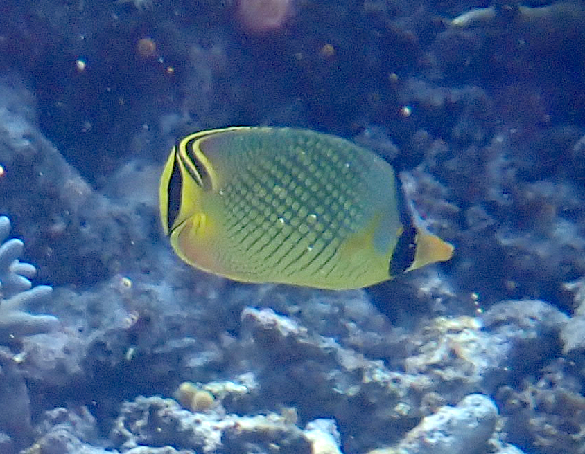 Lattice Butterflyfish from Kri Is, Raja Ampat Regency, West Papua ...