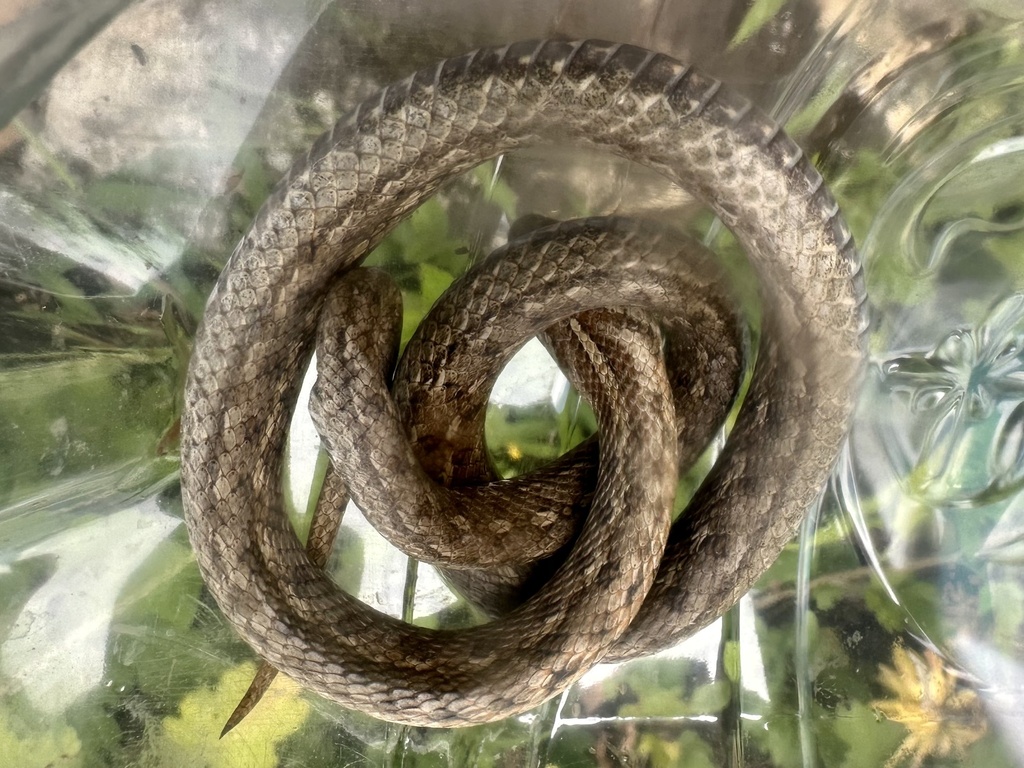 Peru Slender Snake from Cuzco, PE on November 29, 2023 at 01:19 PM by ...