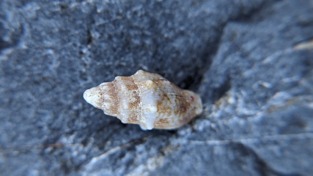 Anachis coronata from San Felipe, B.C., Mexico on November 19, 2023 at ...