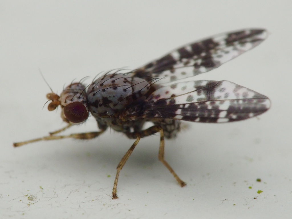 Trypetisoma from North Island, Kaeo, Northland, NZ on November 27, 2023 ...