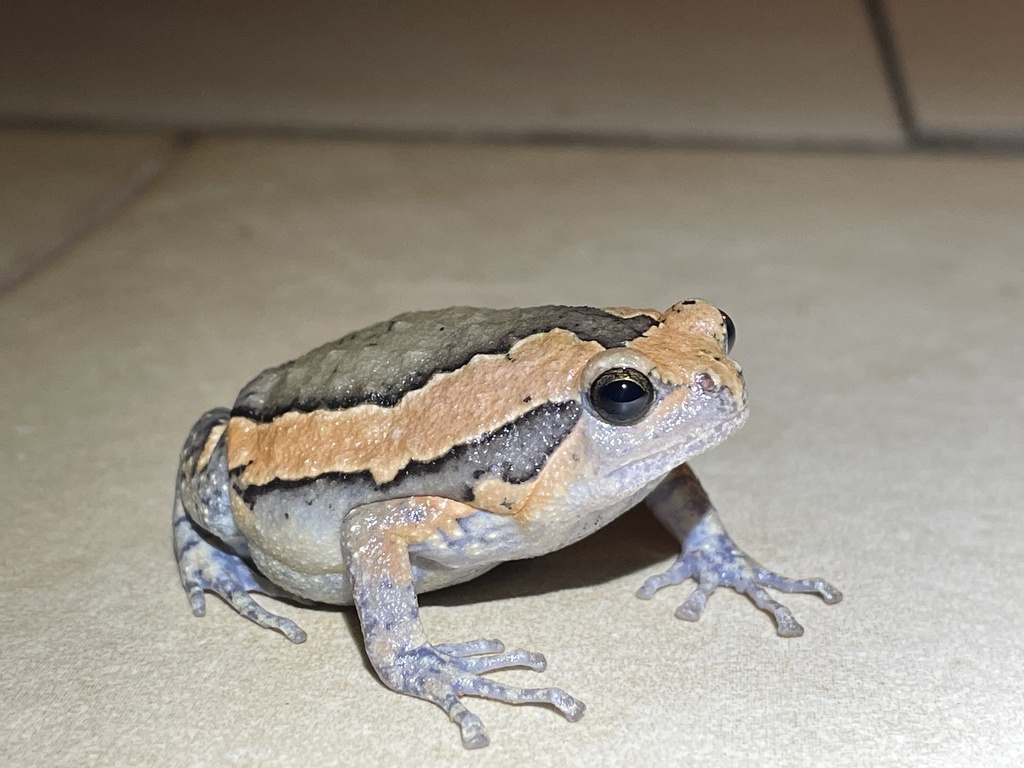 Asian Painted Frog from Preah Sihanouk Avenue, Siem Reap, Siem Reap, KH ...