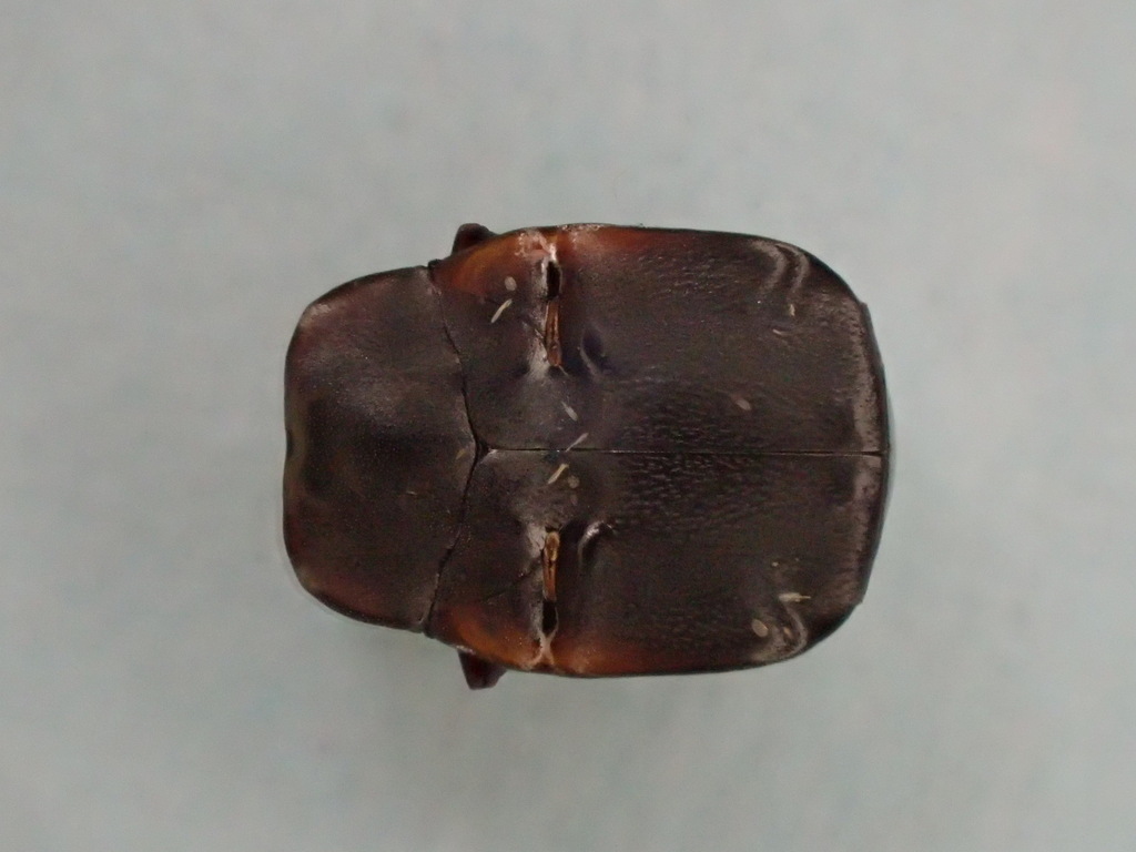 Chlamydopsinae from 30km E by N of Swan Reach, S. AUST on November 28 ...