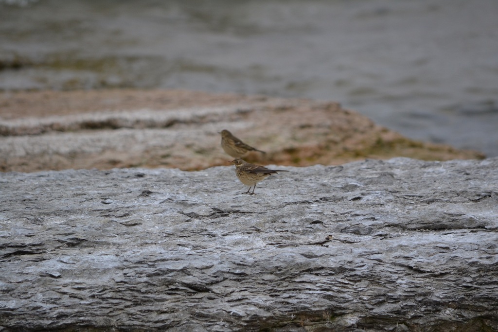 American Pipit from Brighton, ON, Canada on October 16, 2022 at 09:20 ...
