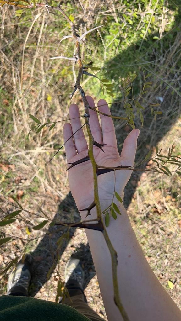 honey locust from Prairie Trail, Aubrey, TX, US on November 4, 2023 at ...