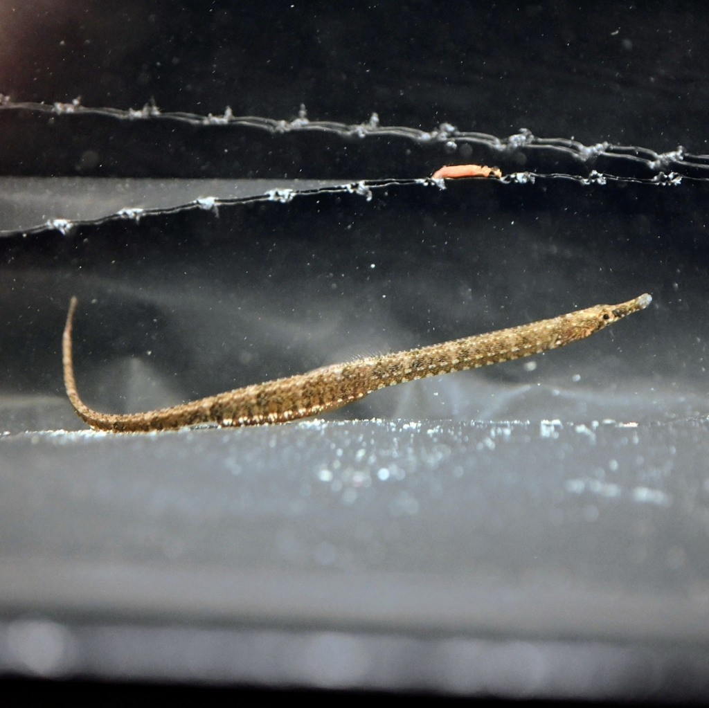 Gulf pipefish from St. Petersburg, FL, USA on November 29, 2023 at 02: ...