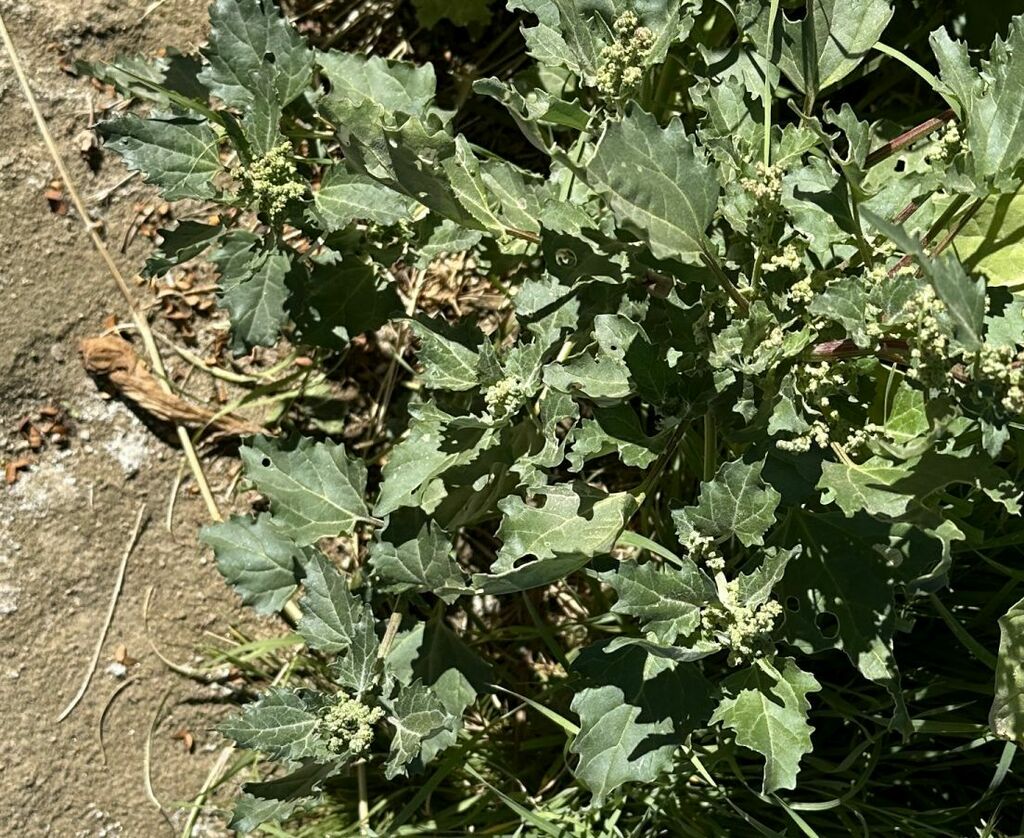 nettle-leaved goosefoot from San Diego County, CA, USA on November 28 ...