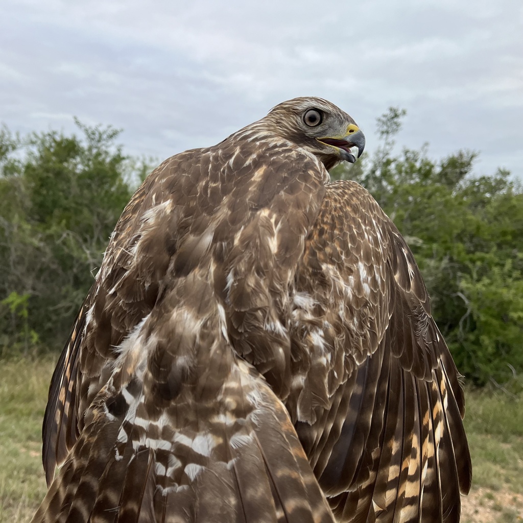 Red-shouldered Hawk from US-281 N, Alice, TX, US on November 29, 2023 ...