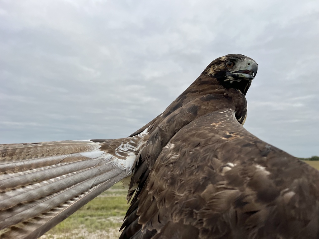 White-tailed Hawk from Orange Grove Naval Air Landing Field, Alice, TX ...