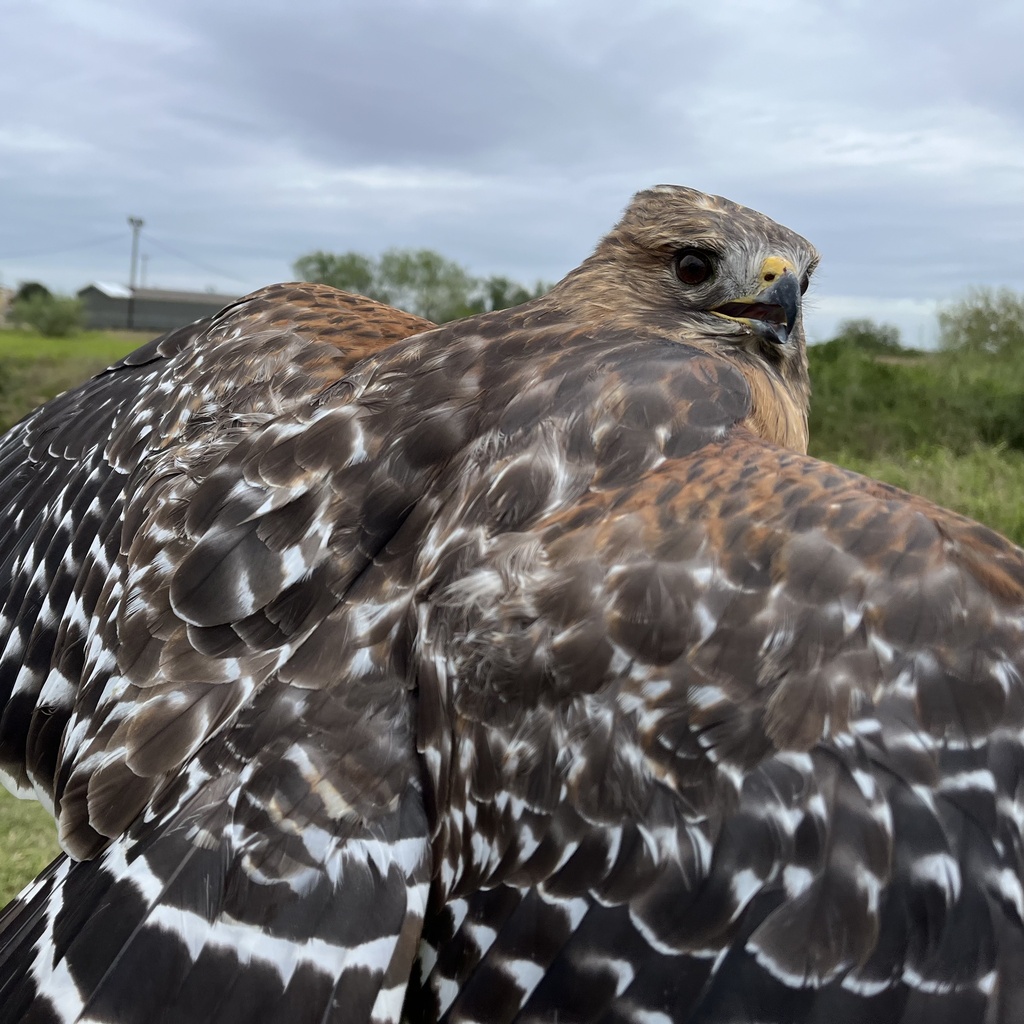 Red-shouldered Hawk from County Road 342, Alice, TX, US on November 29 ...