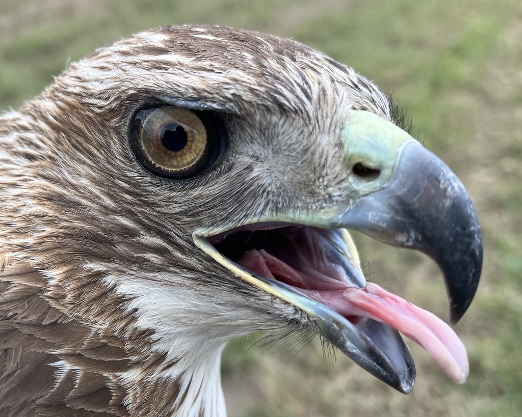 Red-tailed Hawk from CR-333, Alice, TX, US on November 29, 2023 at 12: ...