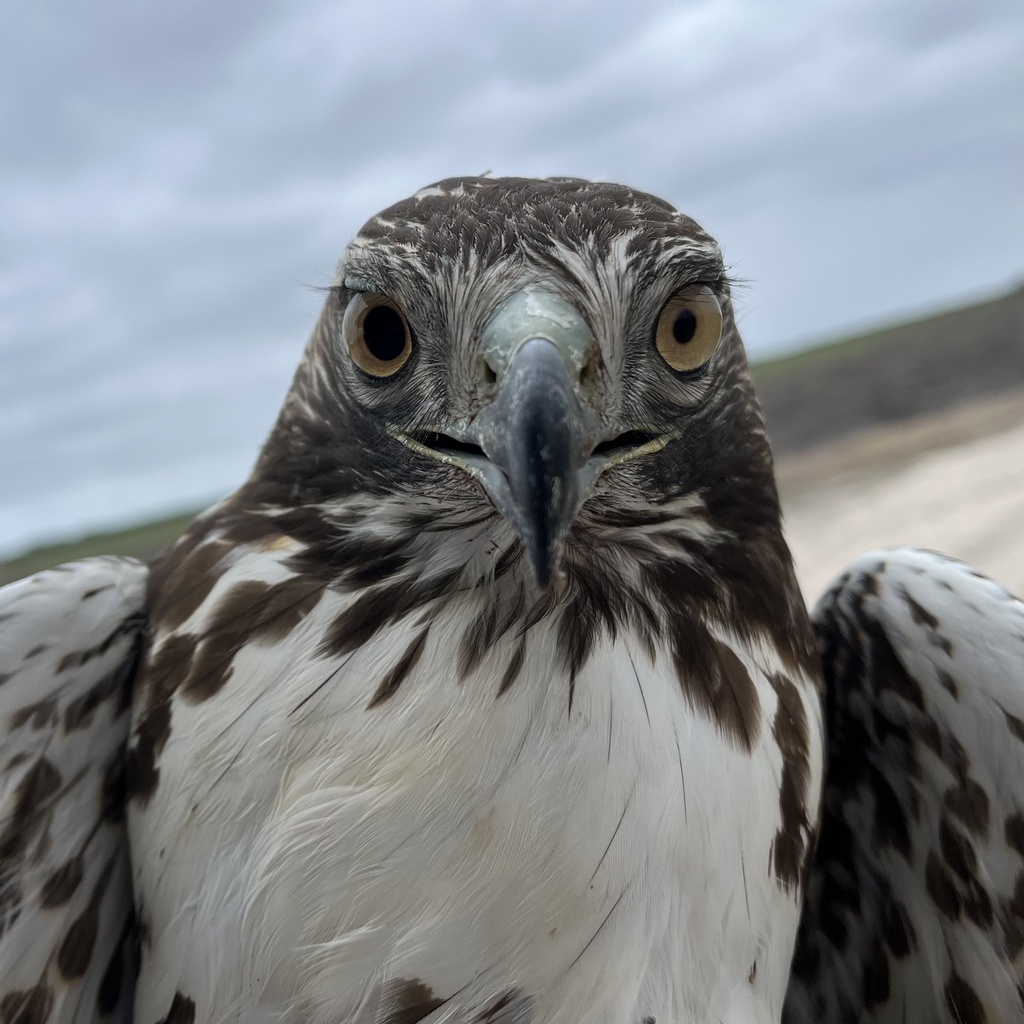 Red-tailed Hawk from Alice, TX, US on November 29, 2023 at 01:43 PM by ...