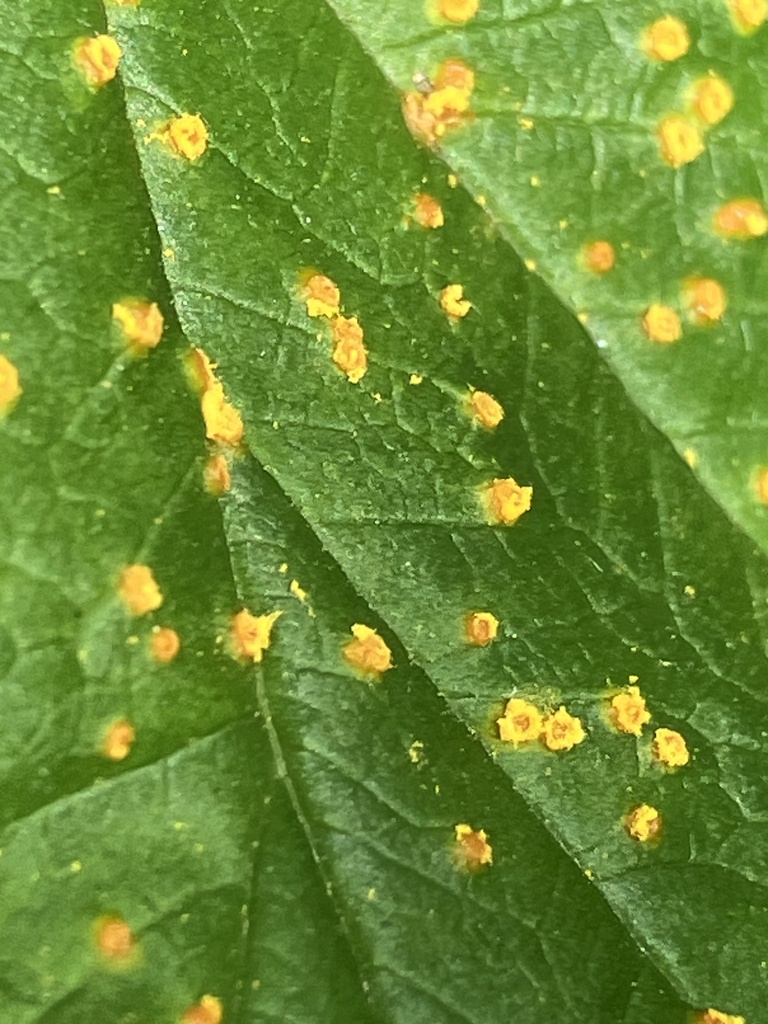 Rubus rust from West Ward, Kyneton South, VIC, AU on November 6, 2023 ...
