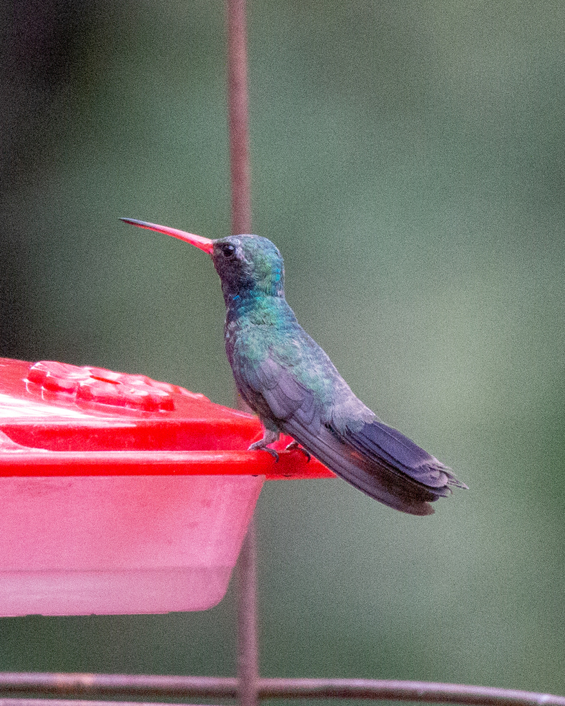 Broad-billed Hummingbird from Patagonia, AZ 85624, USA on August 5 ...