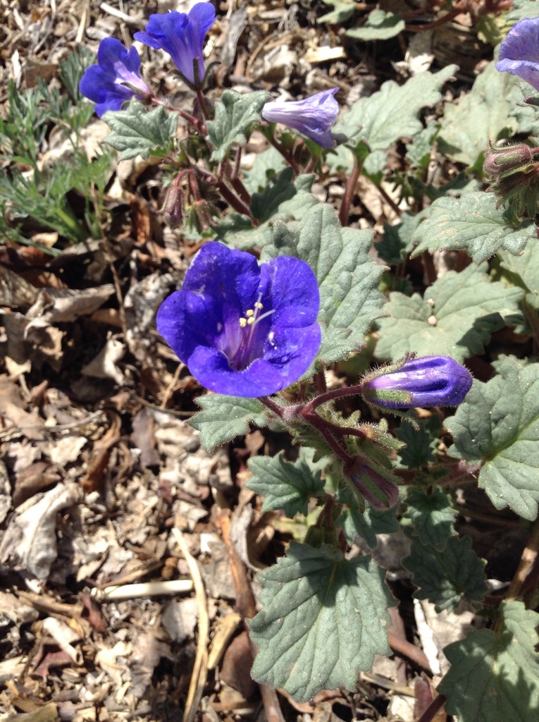 desert bluebells from 933–979 W Mission Ln, Tucson, AZ, US on March 26 ...