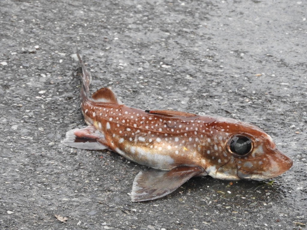 Spotted Ratfish from The Bowl of Edmonds, Edmonds, WA 98020, USA on ...