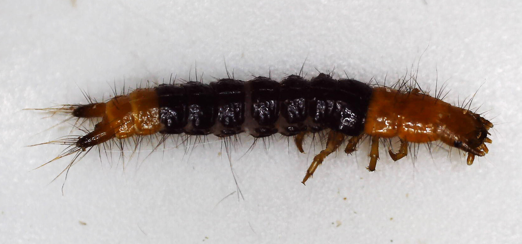 Anthiinae from Serowe Botswana on November 28, 2023 by Botswanabugs ...