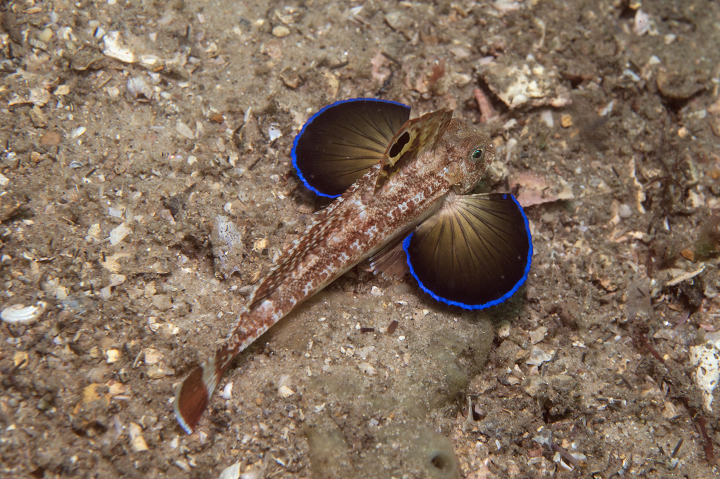 Spiny Gurnard from Port Stephens NSW 2319, Australia on November 25 ...