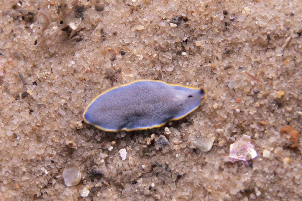 Cycloporus venetus from Port Stephens NSW 2319, Australia on November ...