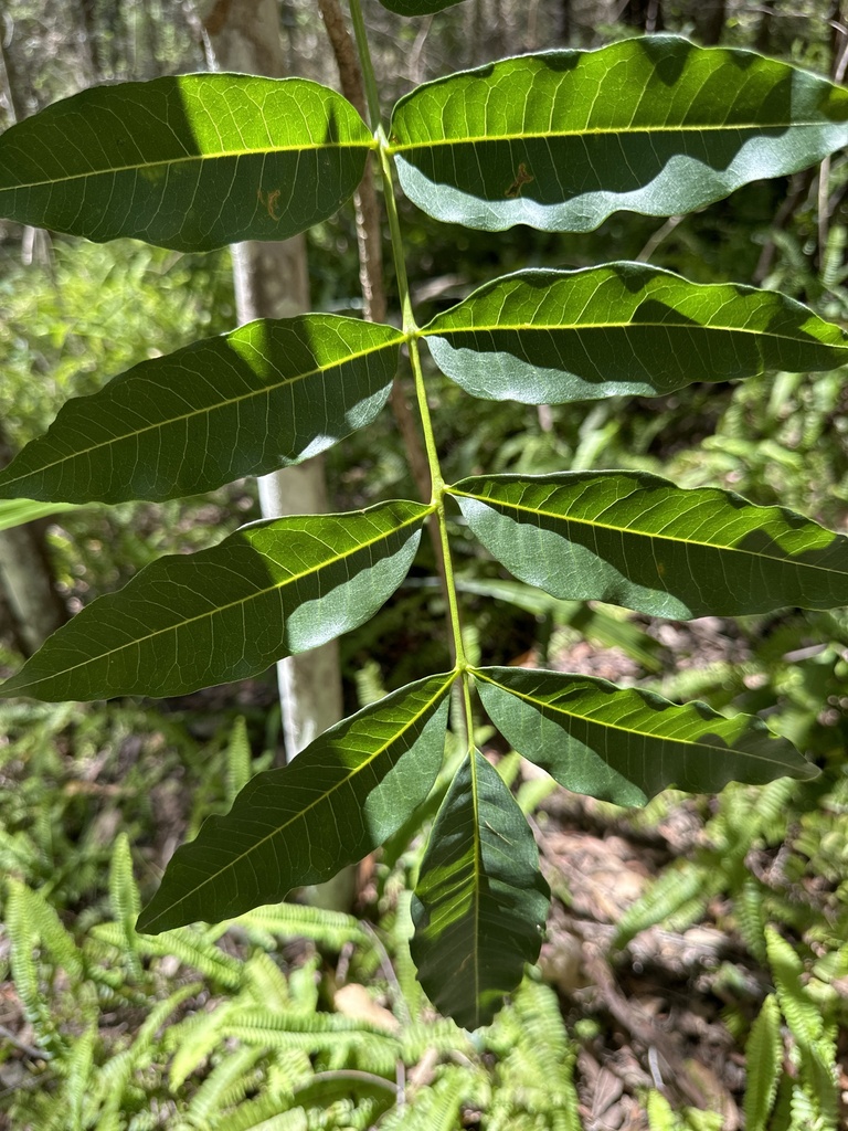 Crows Ash from Nerang National Park, Nerang, QLD, AU on November 30 ...