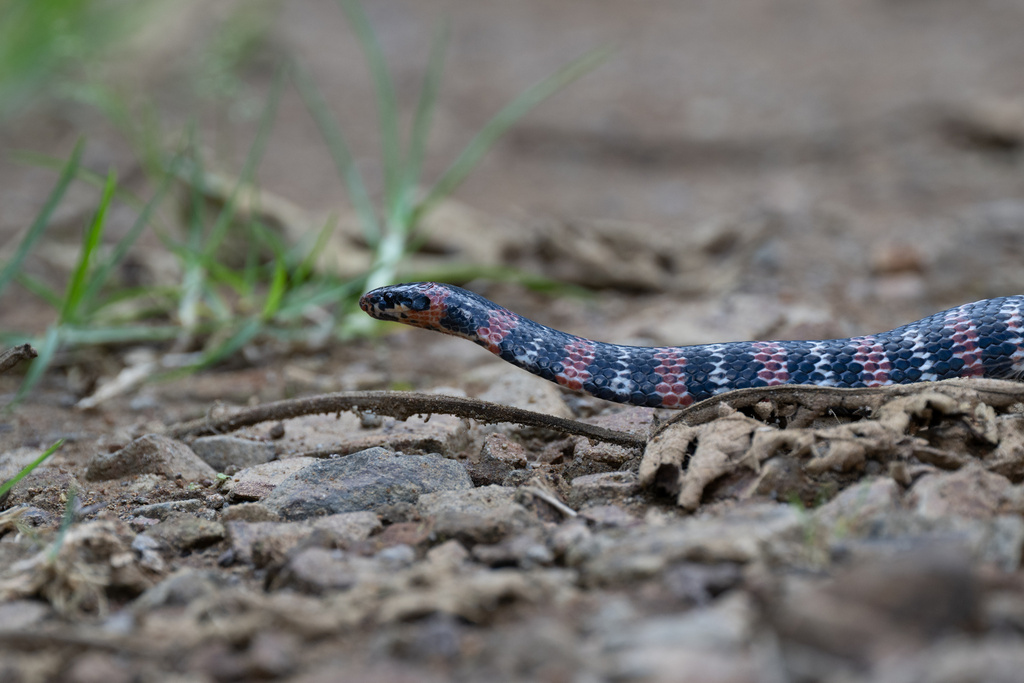 Fat Ground Snake in November 2023 by shigui_huang · iNaturalist