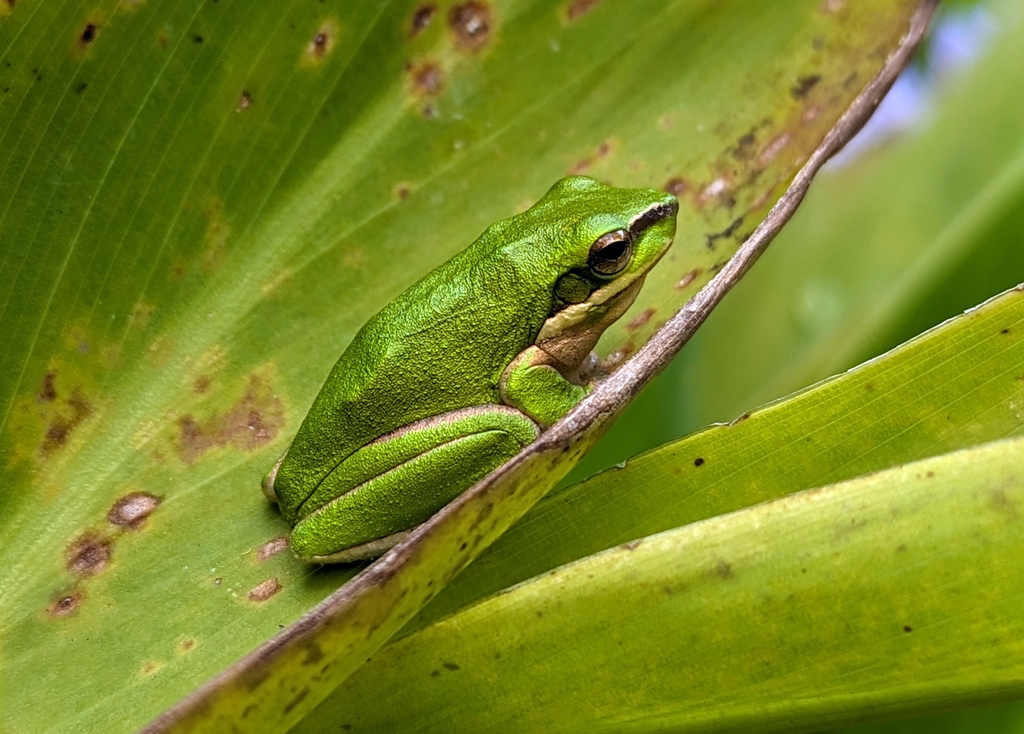 Litoria fallax-bicolor complex from Port Stephens NSW 2319, Australia ...