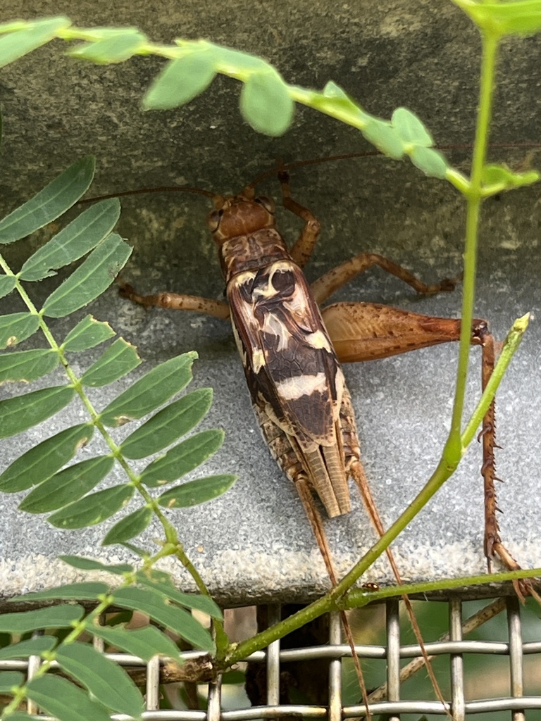 Cardiodactylus guttulus in November 2023 by Nakatada Wachi · iNaturalist